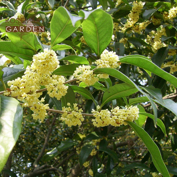 Osmanthus absolute 桂花原精，桂花精油,天然香水 | Rosemary Garden 迷迭香花園